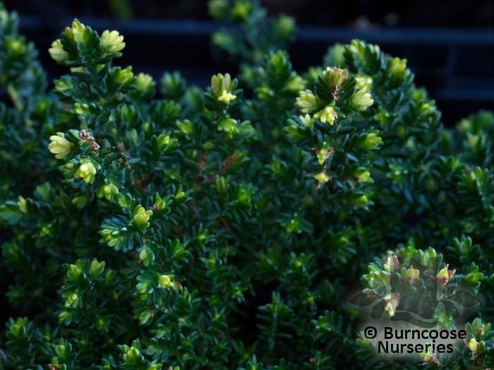 Heathers Calluna Vulgaris 'Spring Cream' from Burncoose Nurseries
