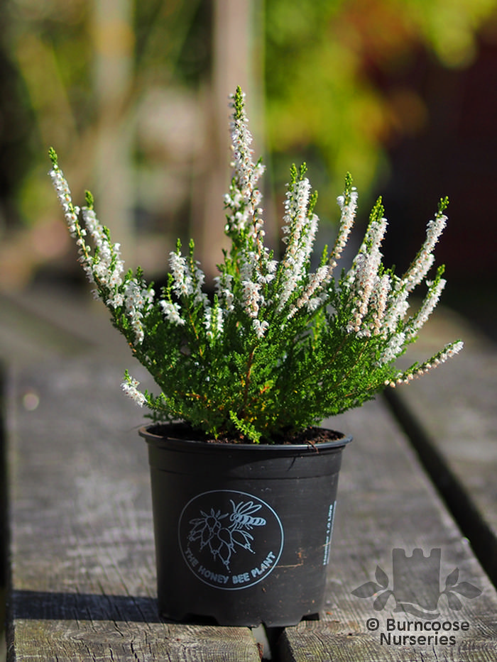 Heathers Calluna Vulgaris 'Spring Cream' from Burncoose Nurseries