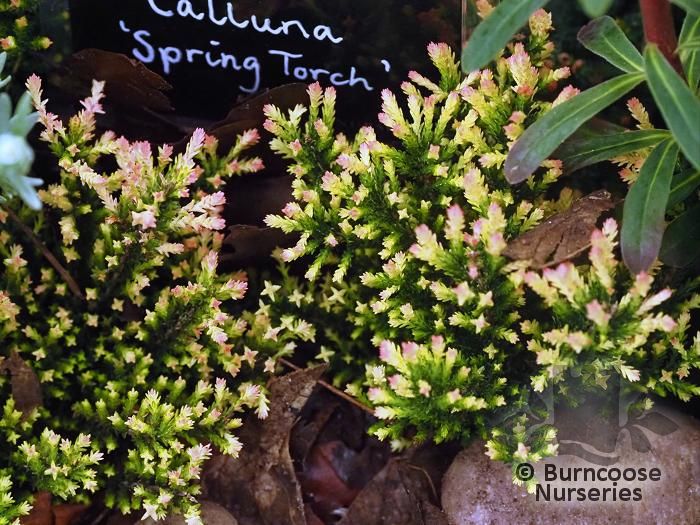 Heathers Calluna Vulgaris 'Spring Torch' from Burncoose Nurseries