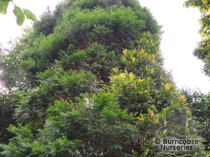 Calocedrus Decurrens from Burncoose Nurseries