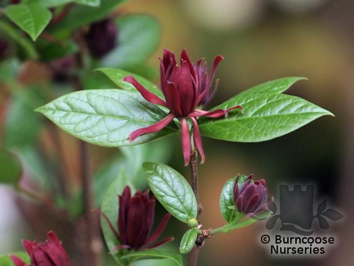 Calycanthus Floridus from Burncoose Nurseries