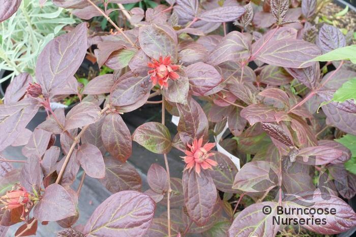 Calycanthus Floridus 'Burgundy Spice' from Burncoose Nurseries