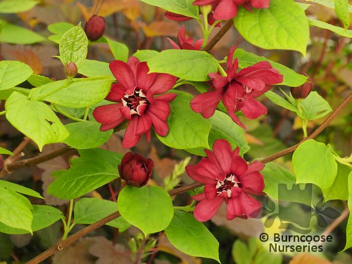Calycanthus from Burncoose Nurseries