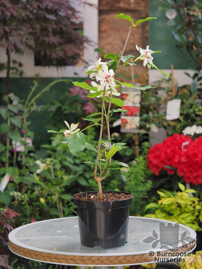 Calycanthus 'Venus' from Burncoose Nurseries