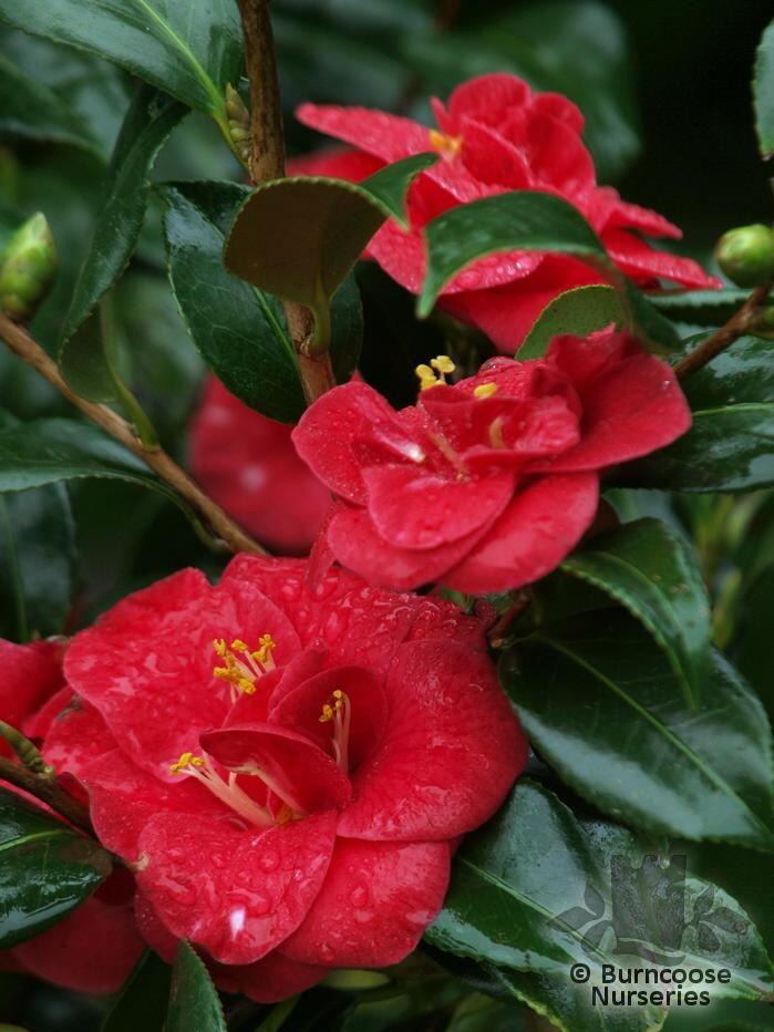 Camellia 'Apollo' from Burncoose Nurseries