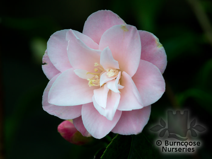 Camellia 'Berenice Boddy' from Burncoose Nurseries