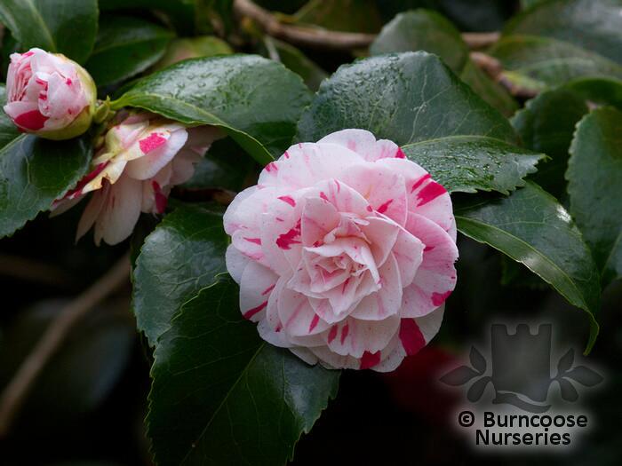 Camellia 'Contessa Lavinia Maggi' from Burncoose Nurseries