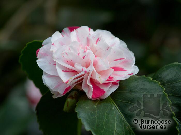 Camellia 'Contessa Lavinia Maggi' from Burncoose Nurseries