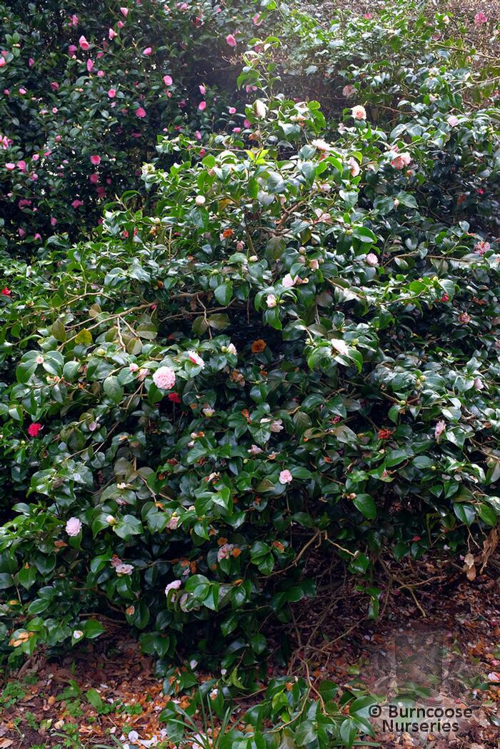 Camellia 'Contessa Lavinia Maggi' from Burncoose Nurseries