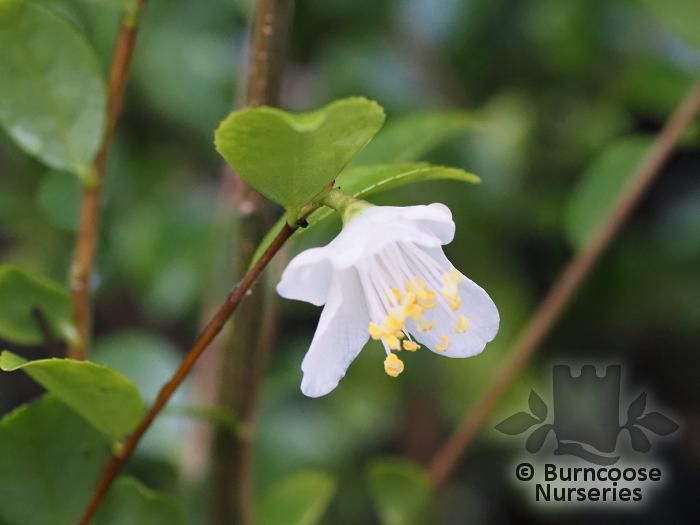 Camellia Costei from Burncoose Nurseries