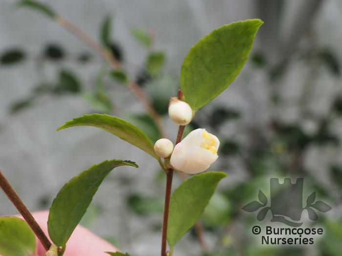 Camellia Costei from Burncoose Nurseries
