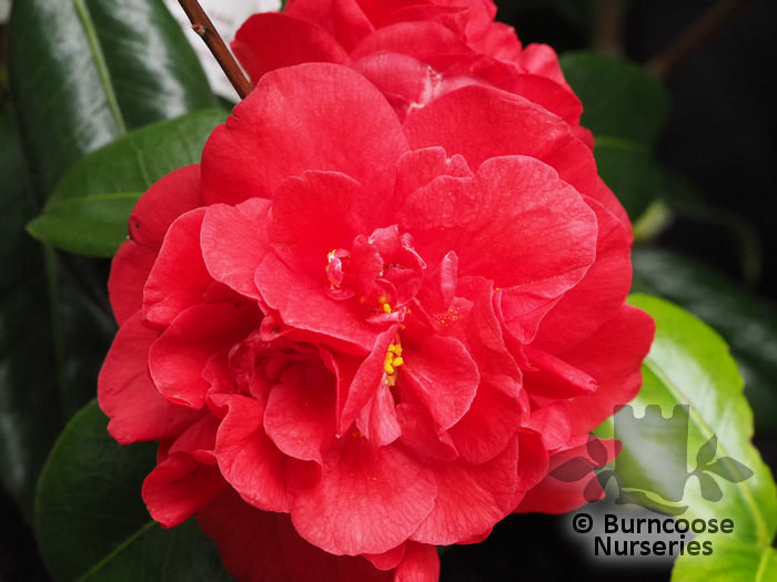 japonica - Page 1 - Burncoose Nurseries - plants by mail order direct ...