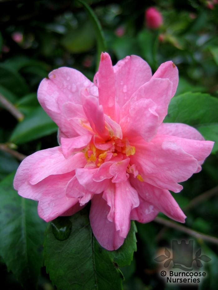 Camellia 'Fragrant Pink' from Burncoose Nurseries