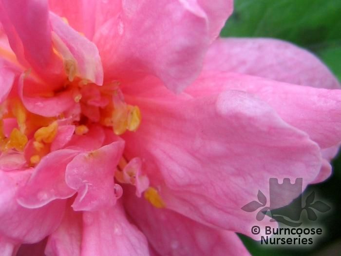 Camellia 'Fragrant Pink' from Burncoose Nurseries