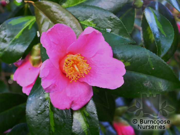 Camellia 'Golden Spangles' from Burncoose Nurseries