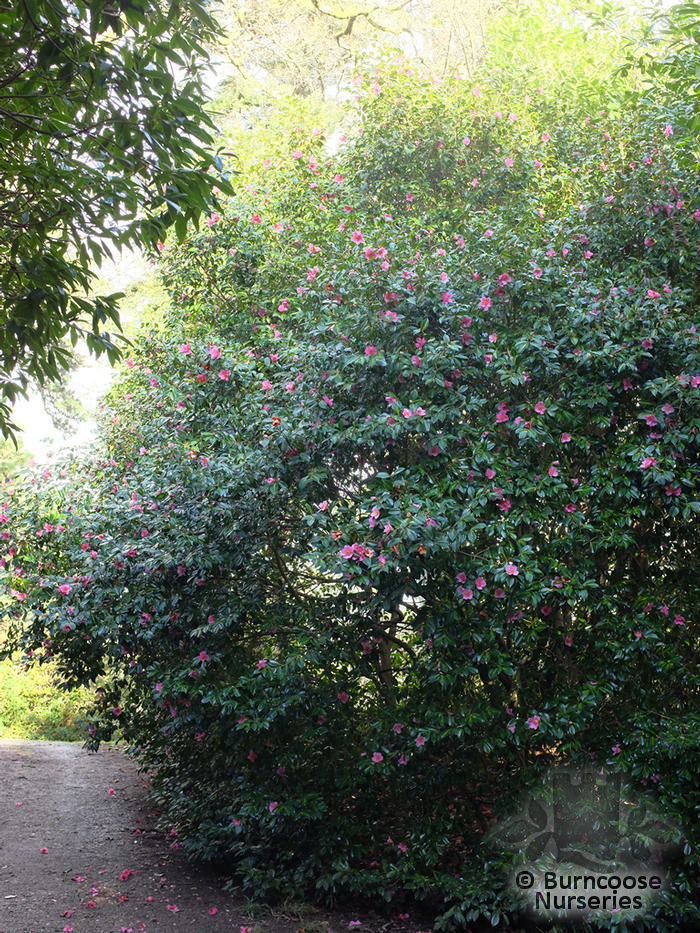 Camellia 'Golden Spangles' from Burncoose Nurseries