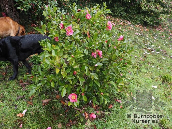 Camellia 'California Sunset' from Burncoose Nurseries
