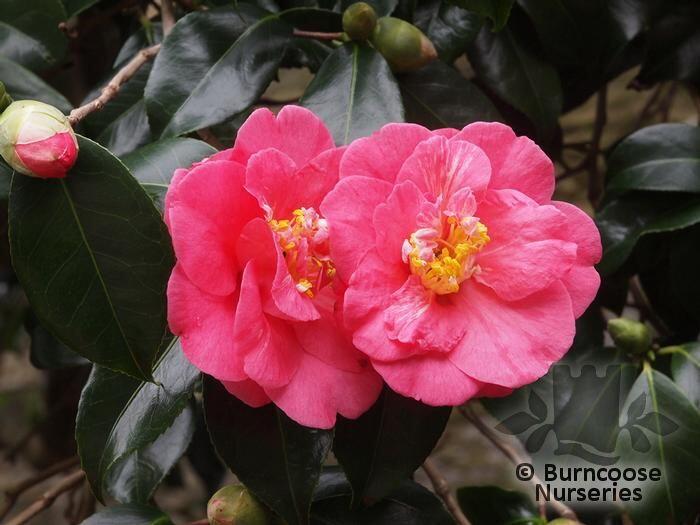 Camellia 'Lady Clare' from Burncoose Nurseries