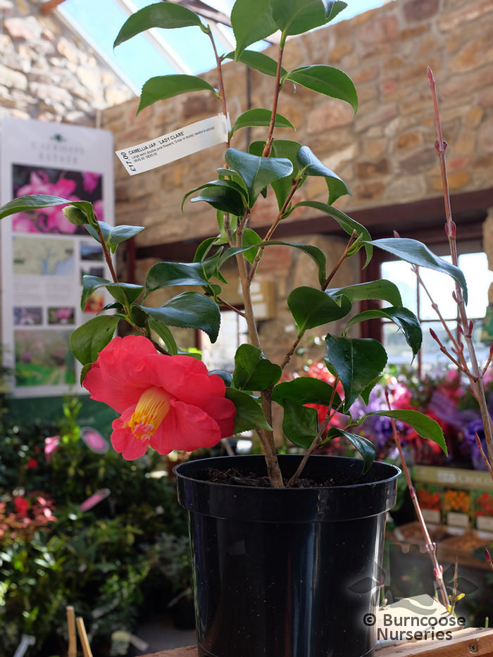 Camellia 'Lady Clare' from Burncoose Nurseries