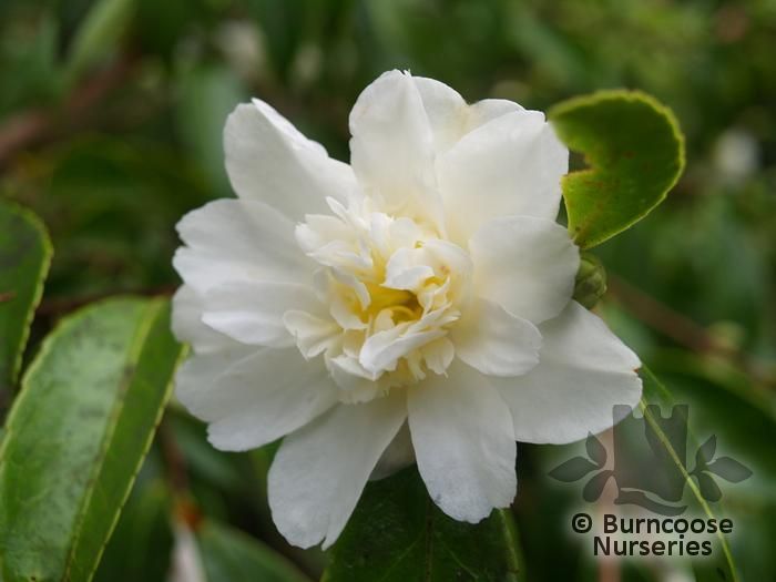 Camellia 'Polar Ice' from Burncoose Nurseries