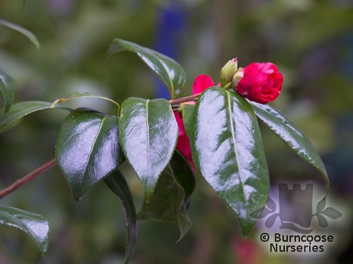 Camellia 'Rusticana' from Burncoose Nurseries
