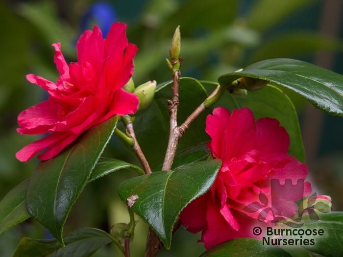 Camellia 'Rusticana' from Burncoose Nurseries