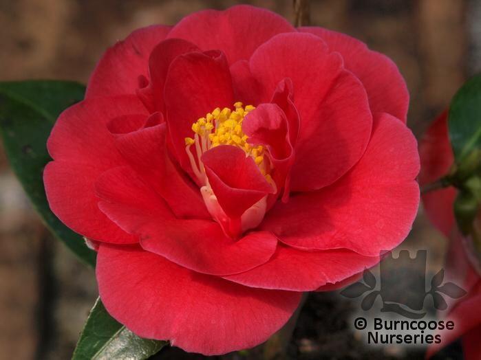 Camellia 'Virginia Carlyon' from Burncoose Nurseries