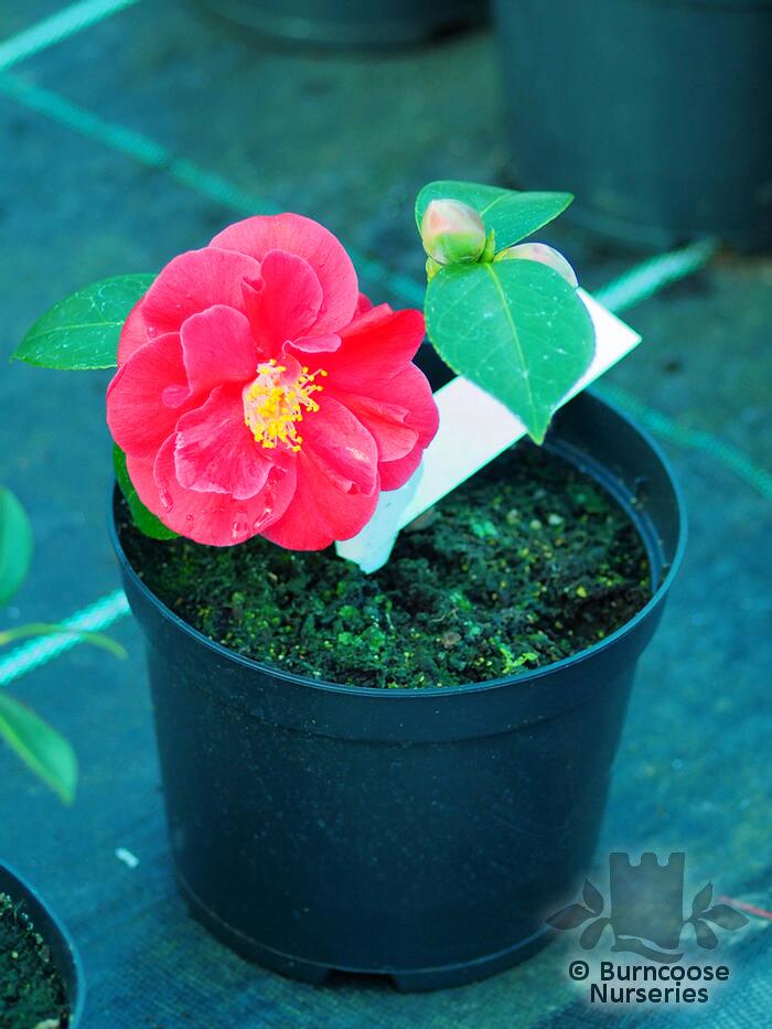 Camellia 'Virginia Carlyon' from Burncoose Nurseries