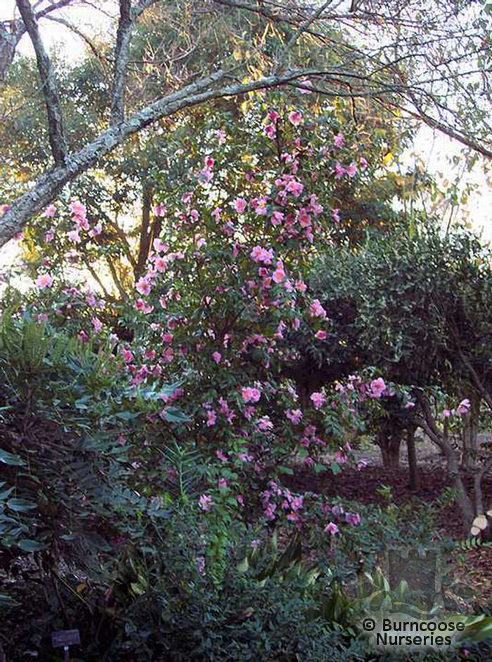 Camellia 'Winter'S Dream' from Burncoose Nurseries