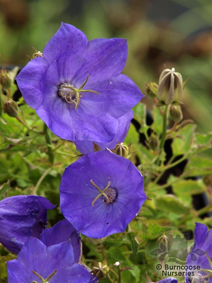 Campanula Carpatica 'Blue Clips' from Burncoose Nurseries