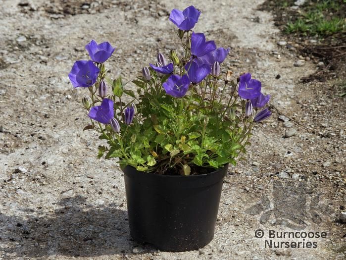 Campanula Carpatica 'Blue Clips' from Burncoose Nurseries