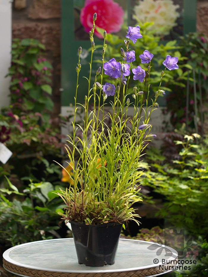Campanula Persicifolia from Burncoose Nurseries