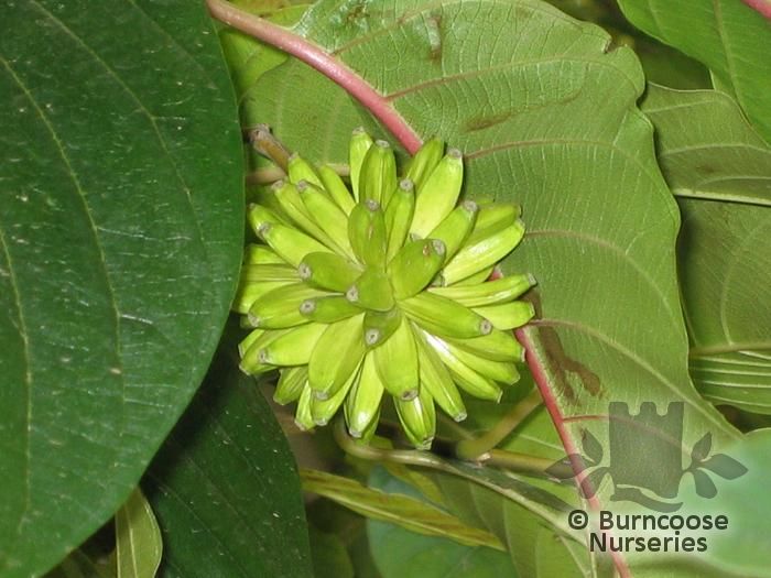 Camptotheca from Burncoose Nurseries