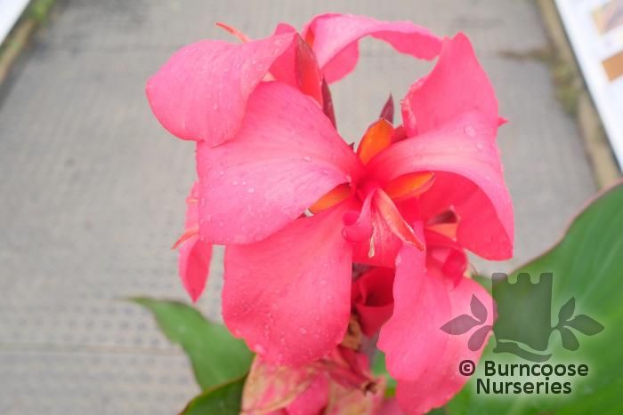 Canna from Burncoose Nurseries