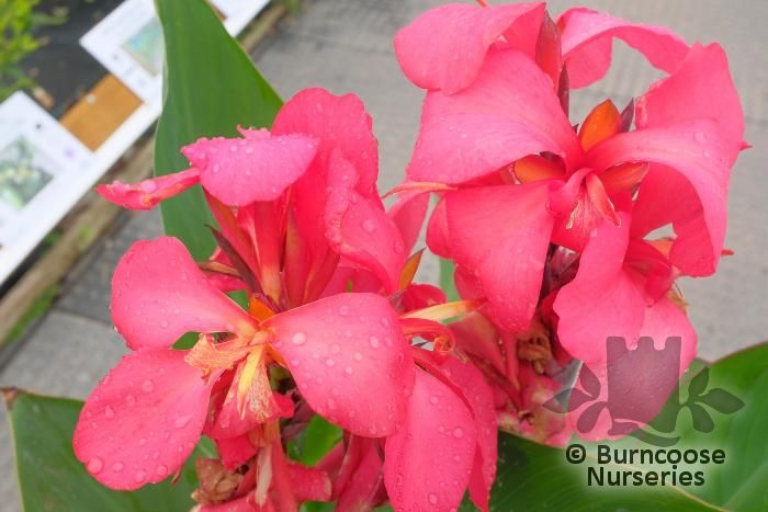 Canna Cannova Rose from Burncoose Nurseries
