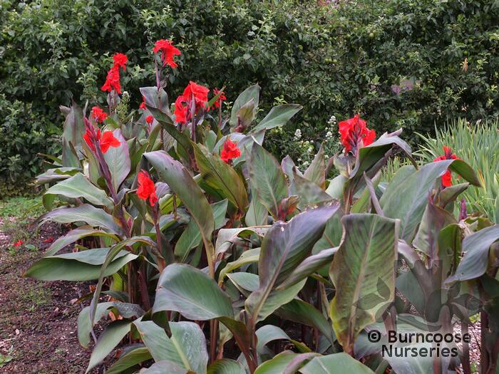Canna from Burncoose Nurseries