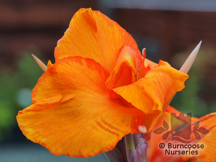 Canna from Burncoose Nurseries