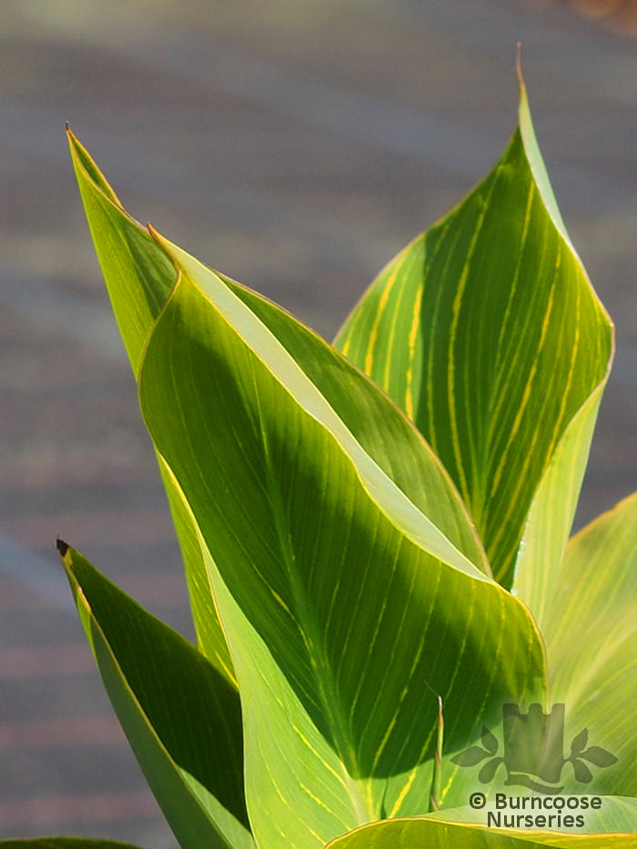 Canna 'Tropicanna Gold' from Burncoose Nurseries