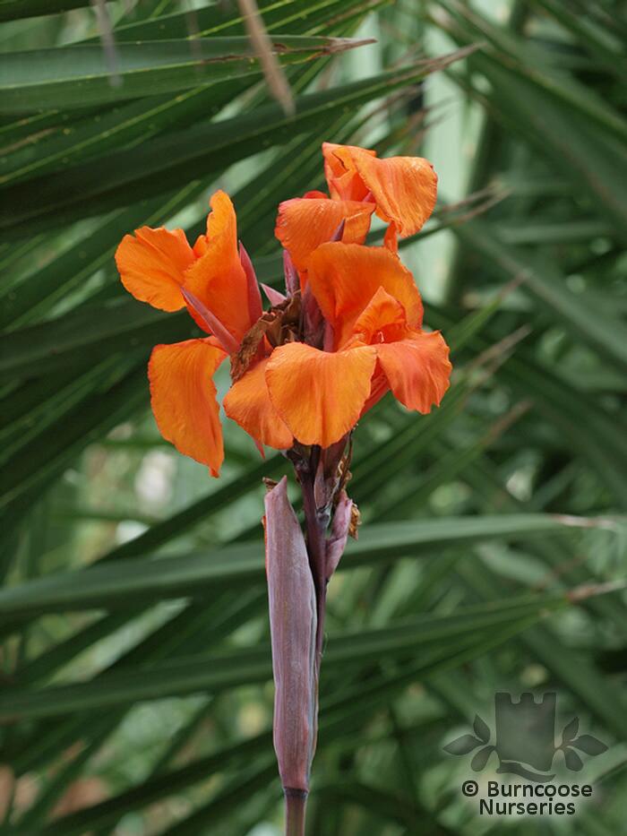 Canna from Burncoose Nurseries