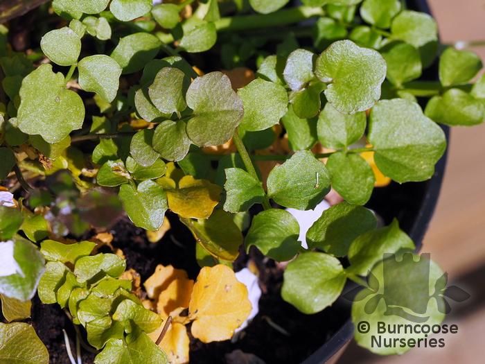 Cardamine from Burncoose Nurseries