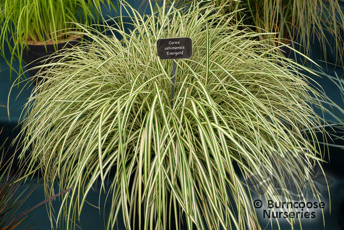 Carex Oshimensis 'Evergold' from Burncoose Nurseries
