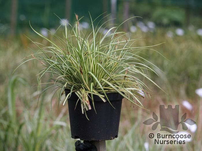Carex Oshimensis 'Evergold' from Burncoose Nurseries