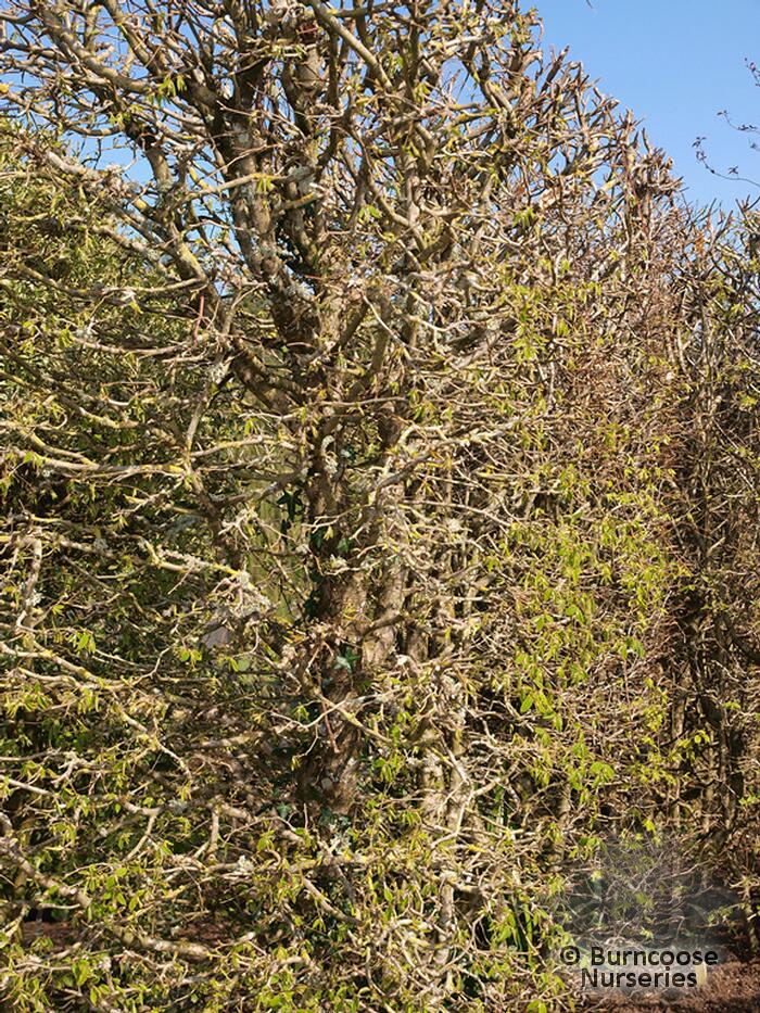 Carpinus from Burncoose Nurseries