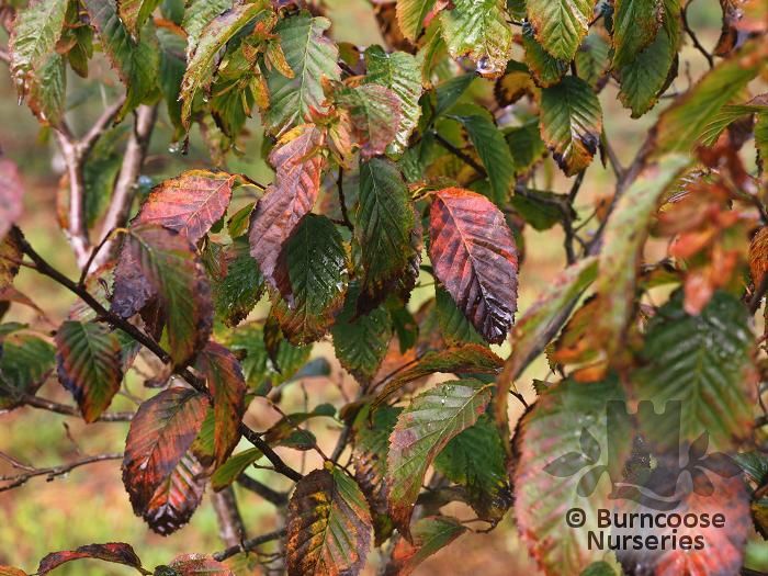 Carpinus Caroliniana 'Red Fall' from Burncoose Nurseries