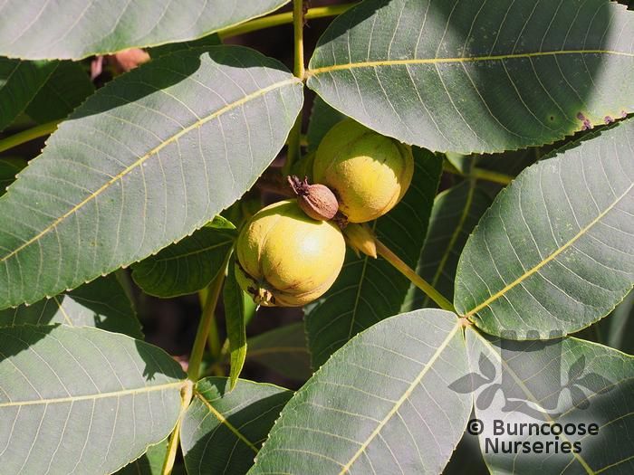 Carya Ovata from Burncoose Nurseries