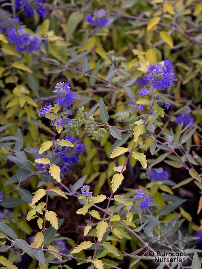 Caryopteris Incana 'Sunshine Blue' from Burncoose Nurseries