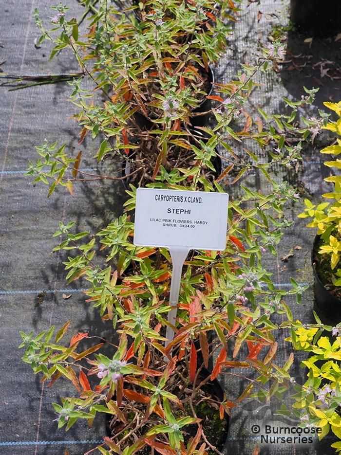 Caryopteris X Clandonensis 'Stephi' from Burncoose Nurseries