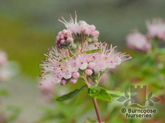 Caryopteris X Clandonensis 'Stephi' from Burncoose Nurseries