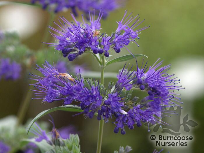 Caryopteris from Burncoose Nurseries
