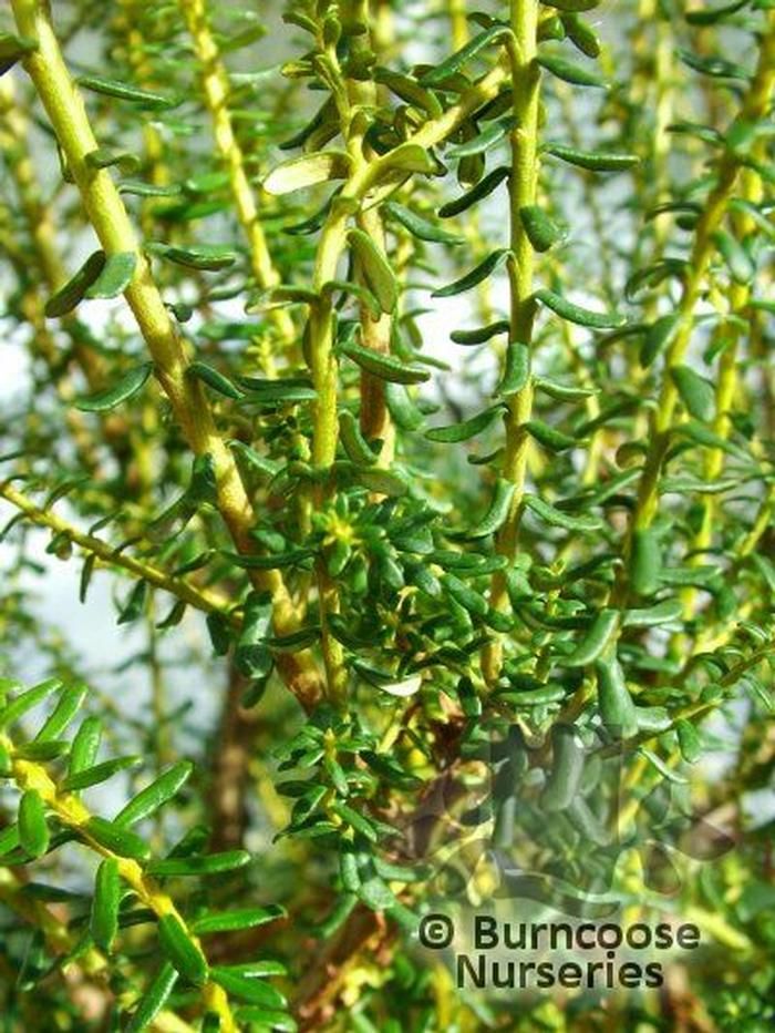 Cassinia from Burncoose Nurseries